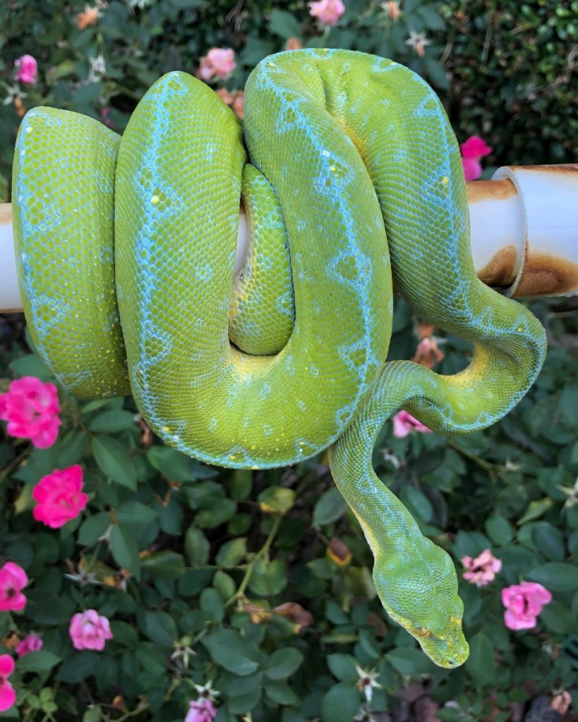 Green Tree Python Collection – Phoenix Reptiles Green Tree Python Collection – Phoenix Reptiles